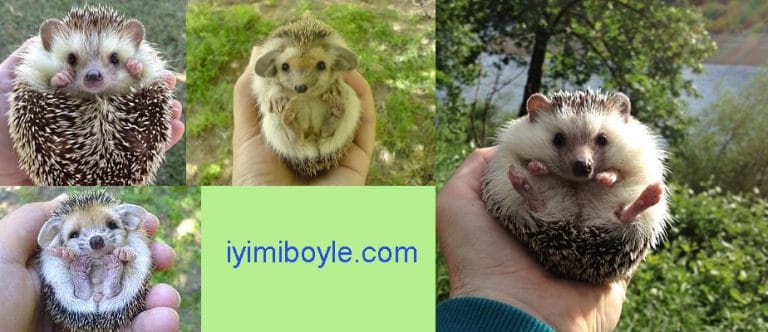 Dünyanın En Tatlı Hayvanlarından Biri Olan Kirpiler