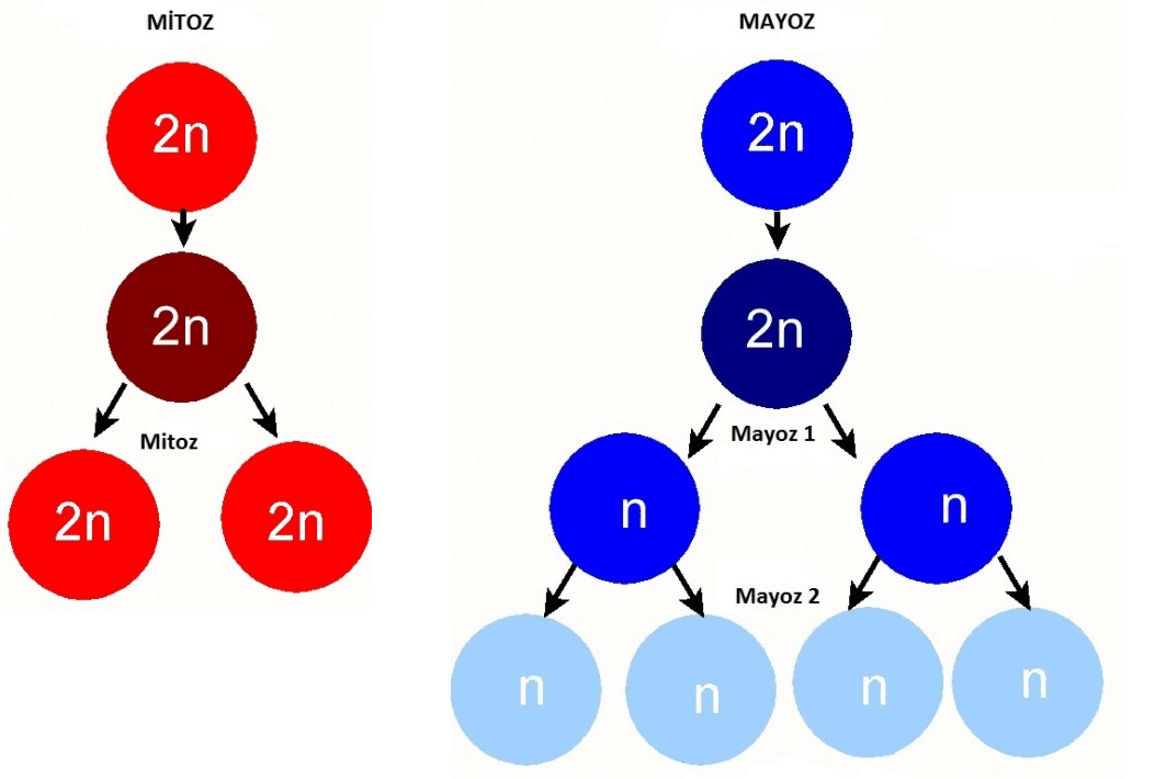 Mitoz ve Mayoz Bölünme Arasındaki Farklar