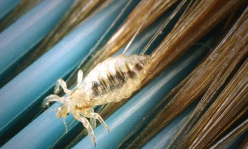 Bitler Hakkında İlginç Bilgiler