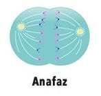 Mitoz Bölünme Evreleri