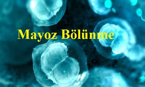 Mayoz Bölünme Evreleri