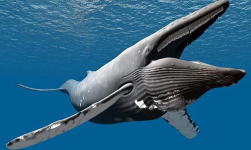 En Büyük Balina Türleri